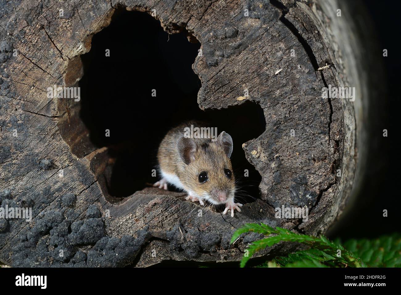 wood mouse apodemus sylvaticus Stock Photo - Alamy
