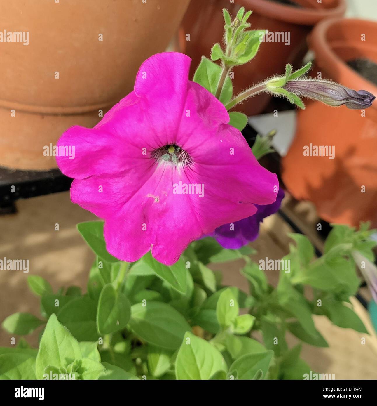 Closeup of a pretty pink Petunia in a garden under sunlight Stock Photo ...