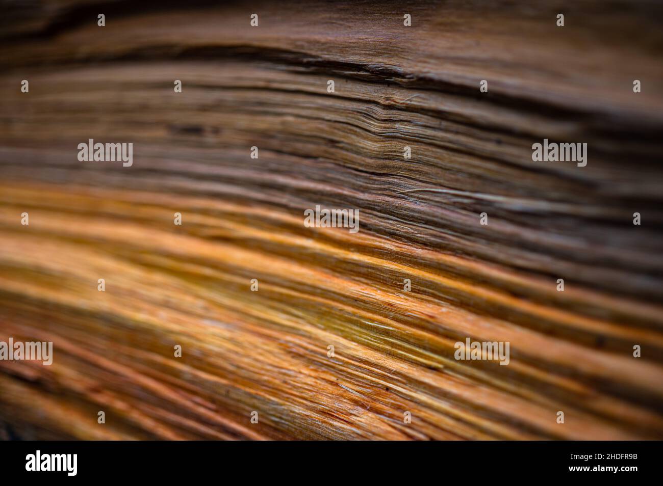 Fresh wood log texture background. Grey alder, speckled alder, Alnus ...
