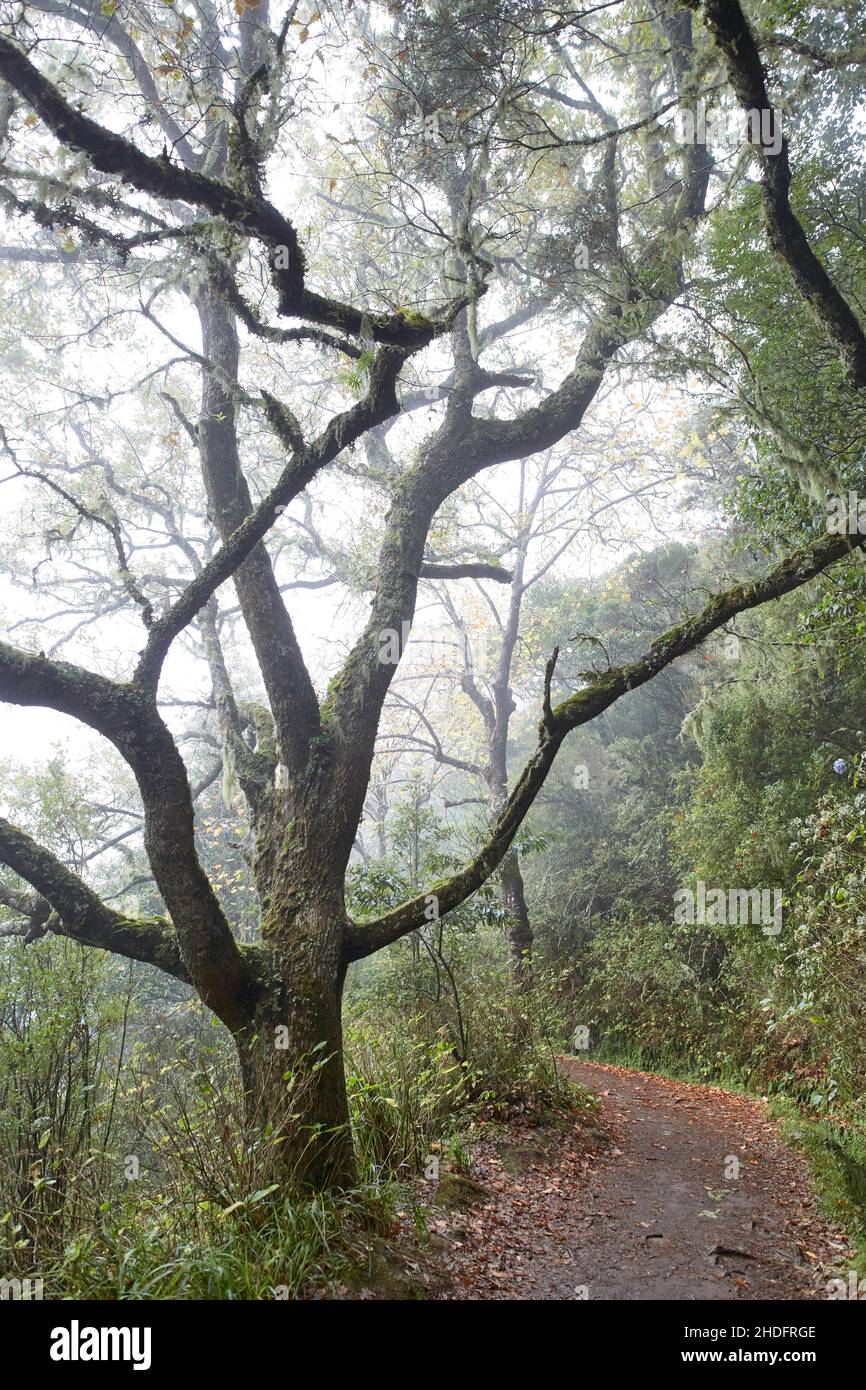 Beautiful shot pathway surrounded hi-res stock photography and images ...