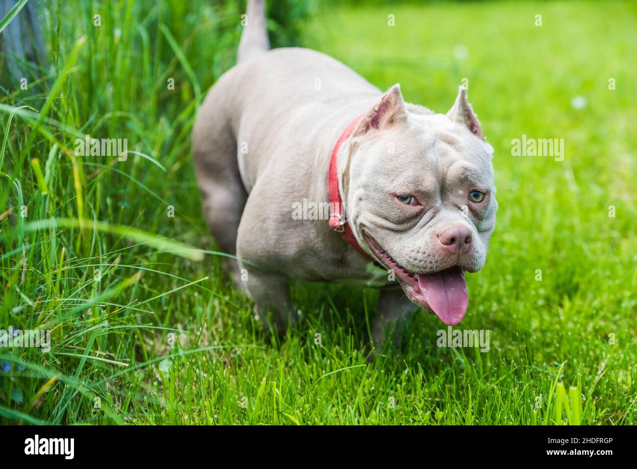 A pocket Lilac color American Bully puppy dog walking on green grass ...