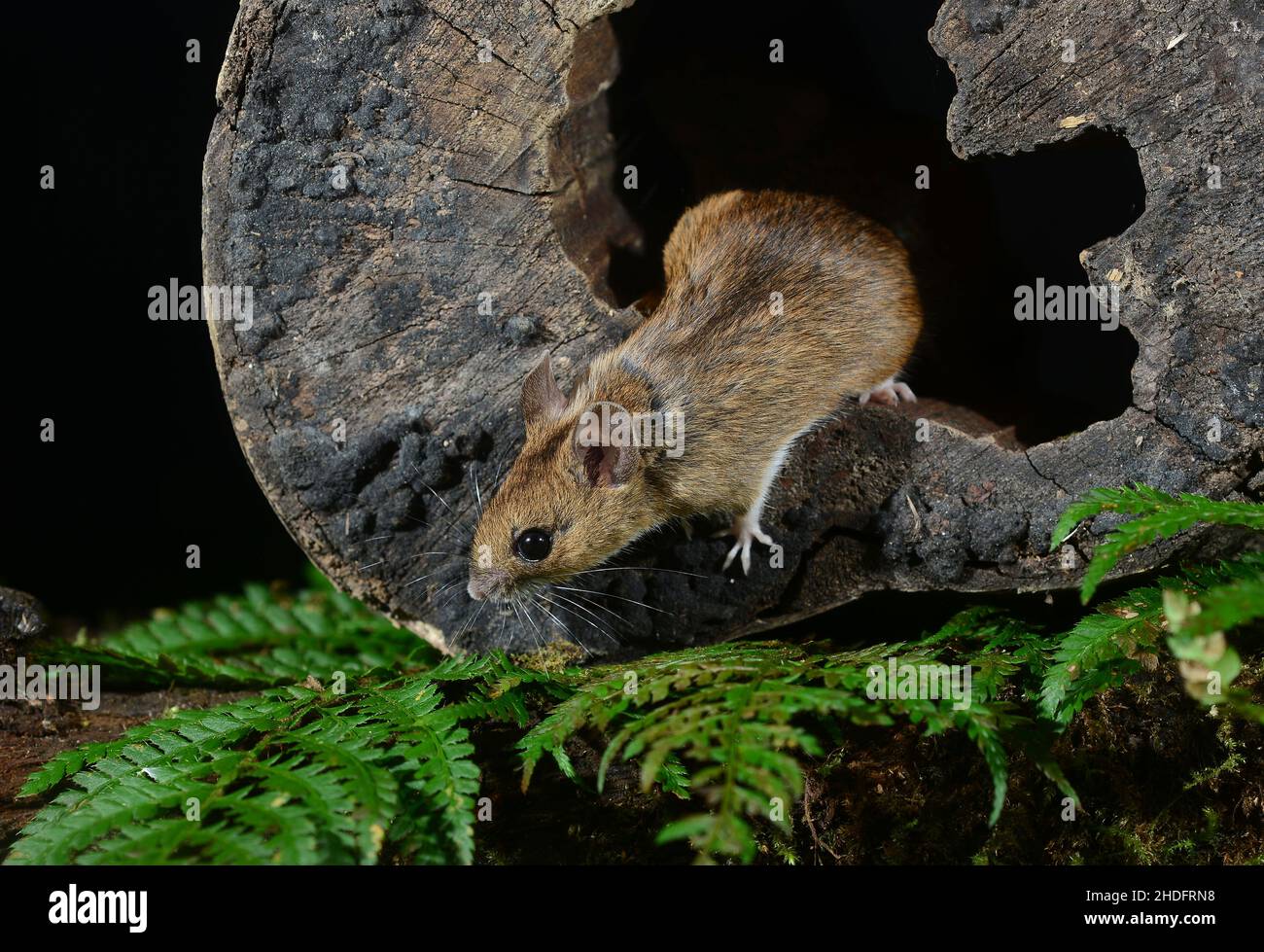 wood mouse apodemus sylvaticus Stock Photo - Alamy