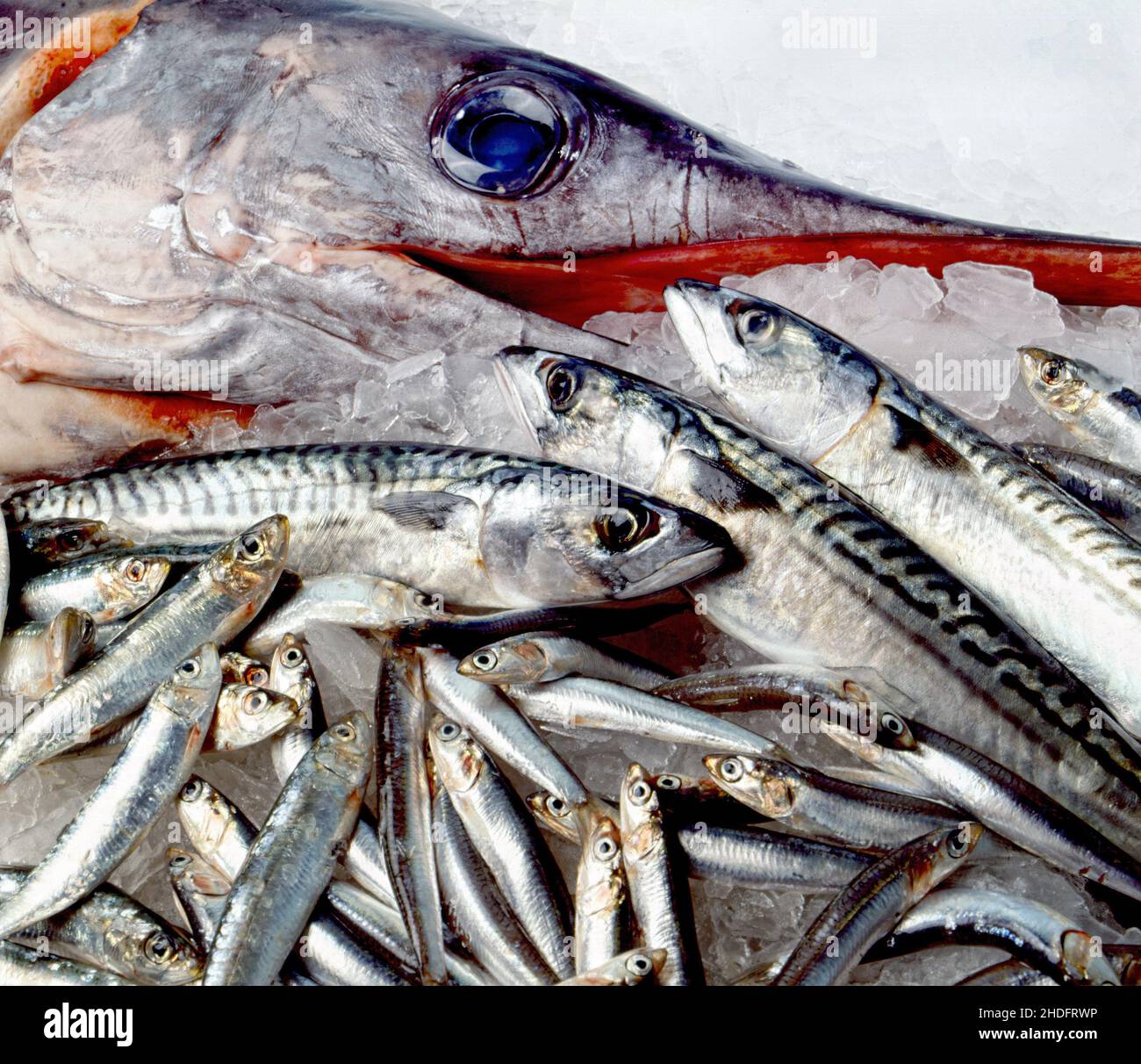 Swordfishes hi-res stock photography and images - Alamy