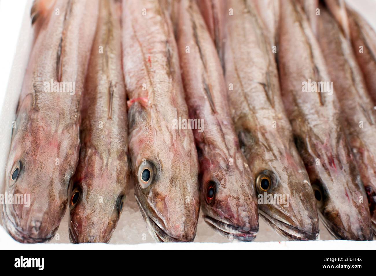 prepared fish, hake, prepared fishs, hakes Stock Photo - Alamy