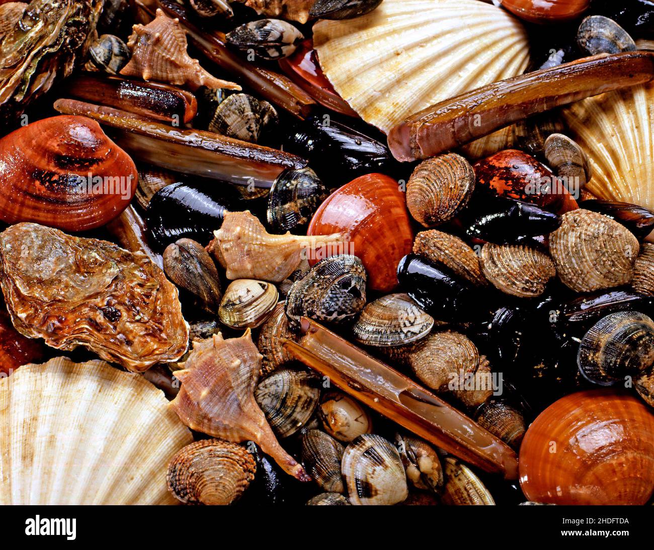 seafood, crustacean, seafoods, crustaceans Stock Photo - Alamy
