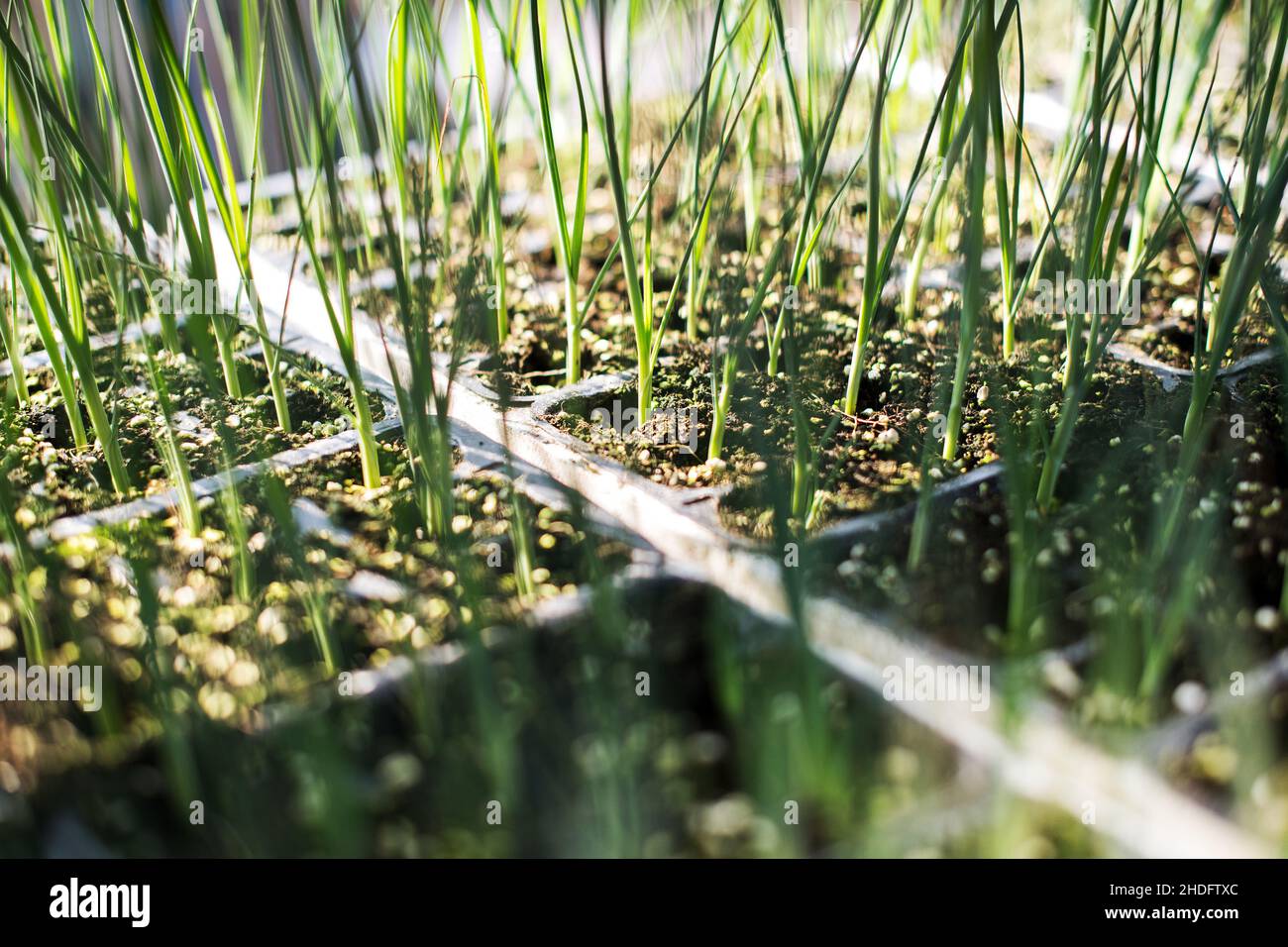 seedlings, gardening, sapling, seedling, plant care, tending of plants ...