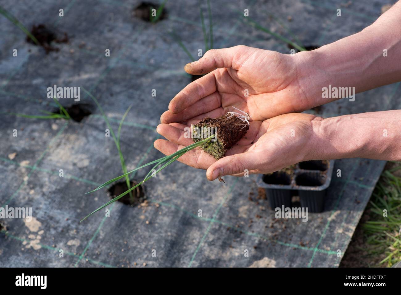 Seedlings leeks hi-res stock photography and images - Alamy