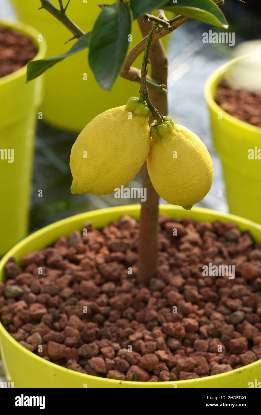 potted plant, citrus plant, potted plants, citrus plants Stock Photo ...