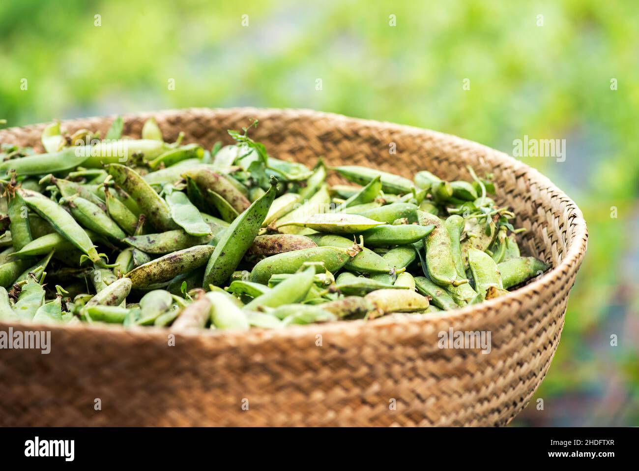 peas, harvest, pea, harvests Stock Photo - Alamy