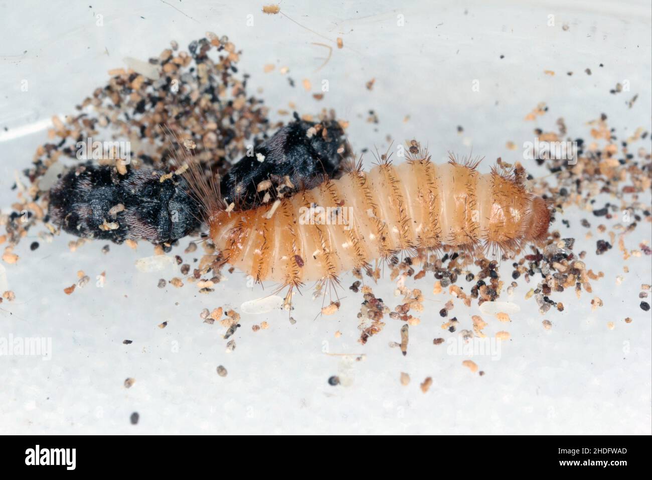 Beetles and larva of Trogoderma angustum from the family Dermestidae a ...
