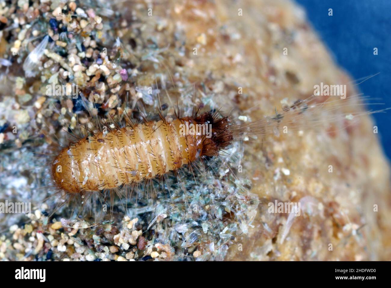 Larva of Trogoderma angustum - invasive species of dermatidae in Europe ...