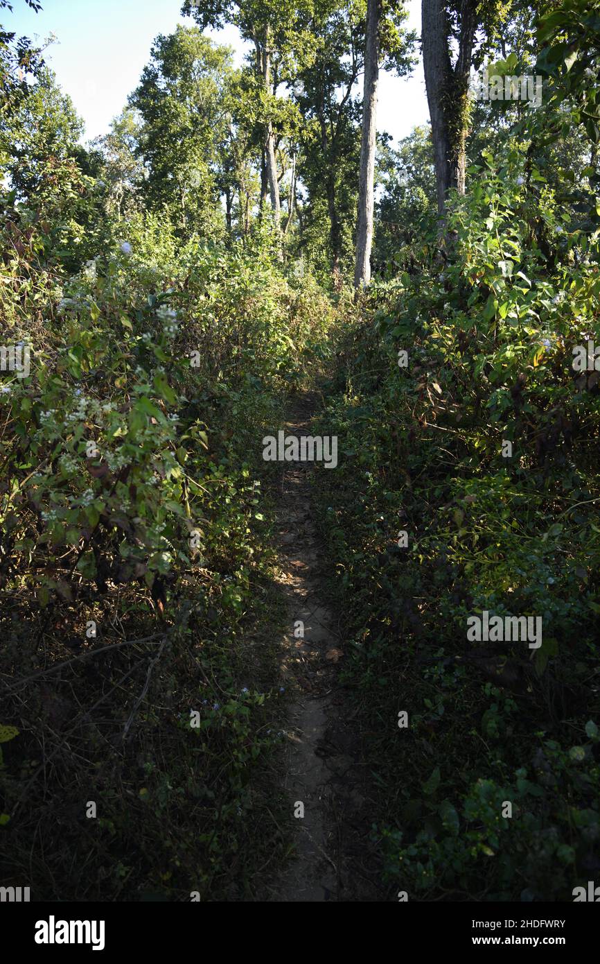 Lataguri hi-res stock photography and images - Alamy