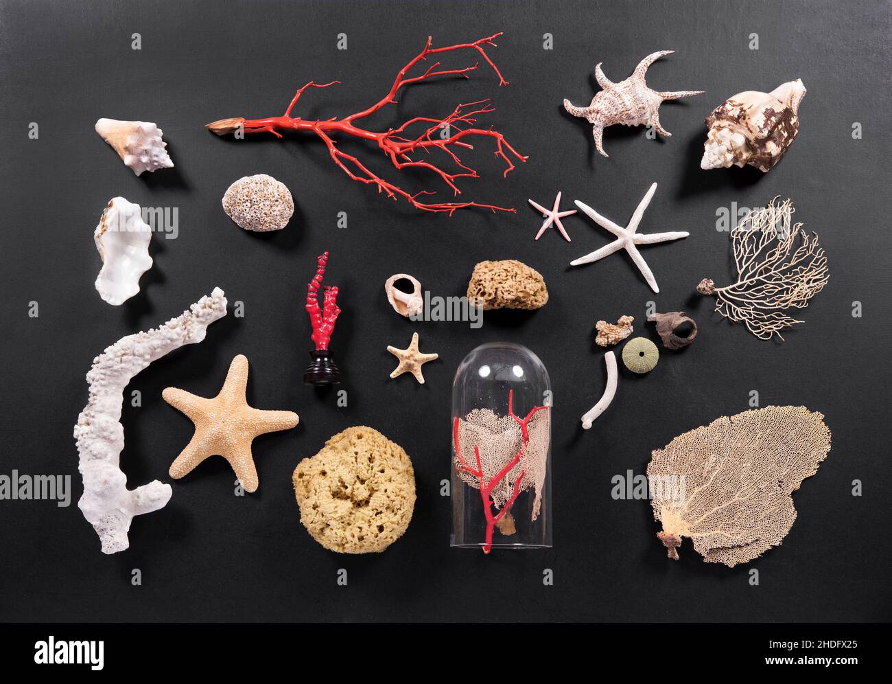 coral, mussel, sea urchin, collection, corals, mussels, sea urchins ...