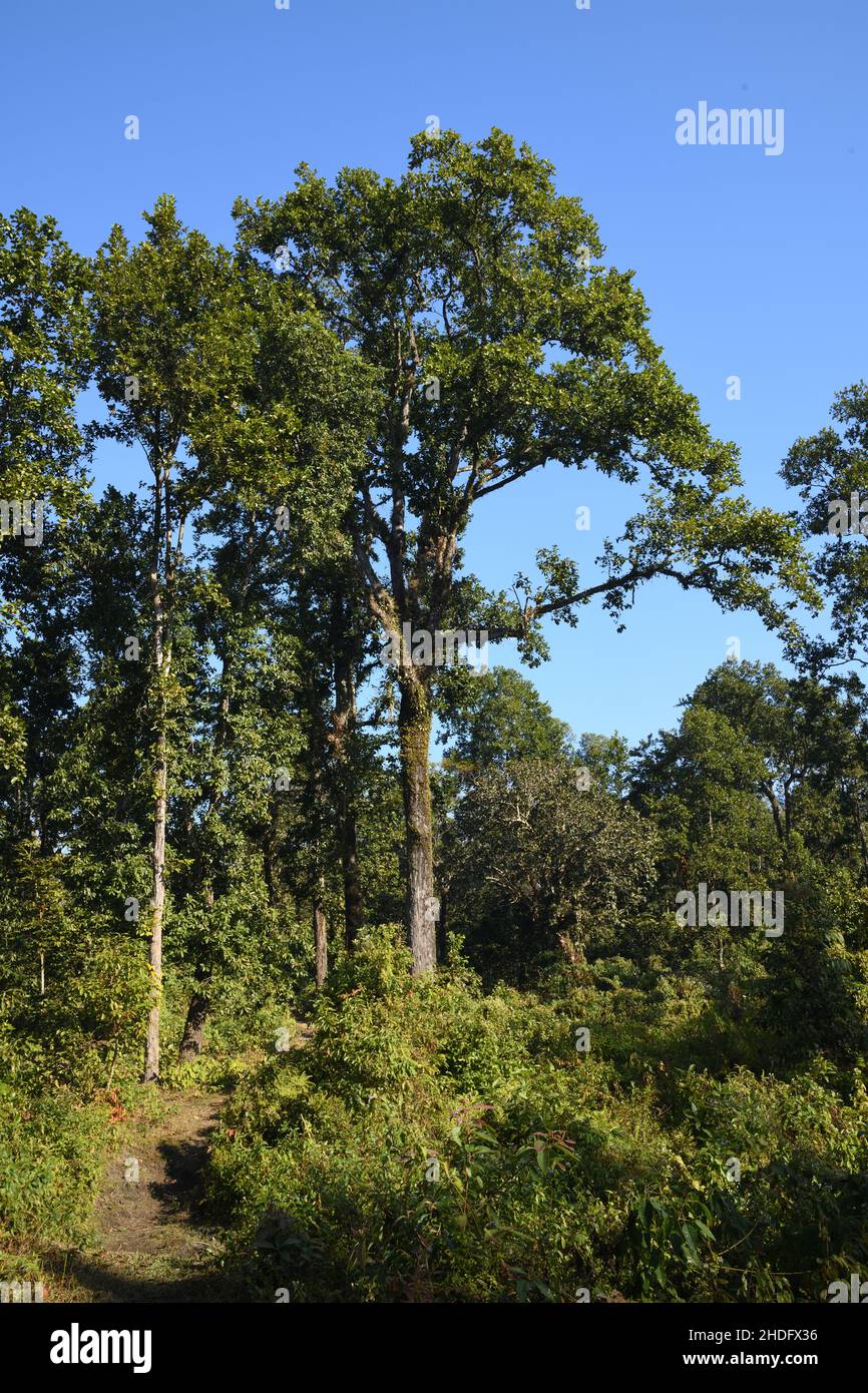 The gorumara national park hi-res stock photography and images - Alamy