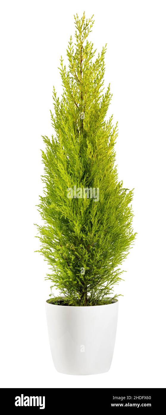 Cypress tree cut out hi-res stock photography and images - Alamy