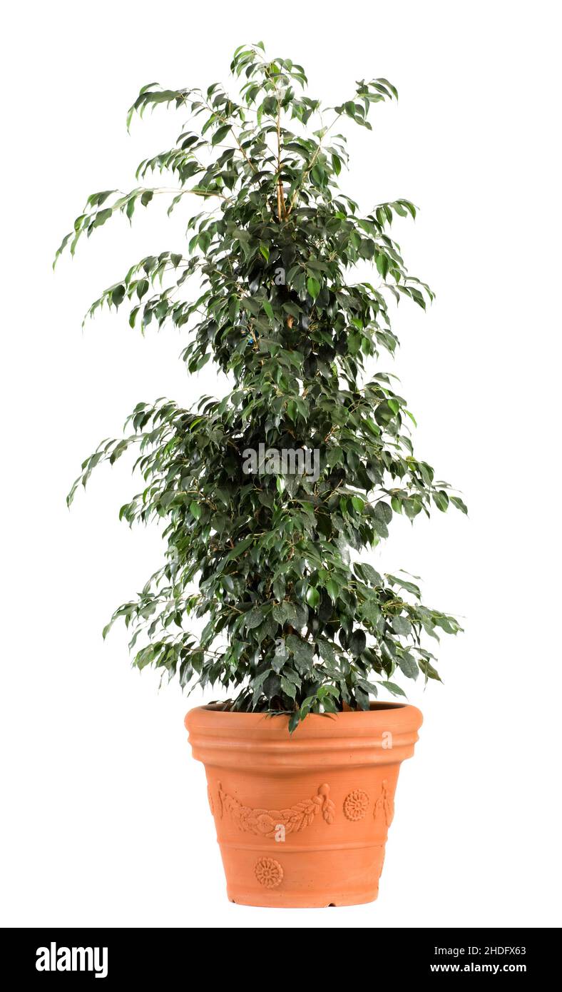 variety, ficus benjamina, varieties, ficus benjaminas Stock Photo - Alamy