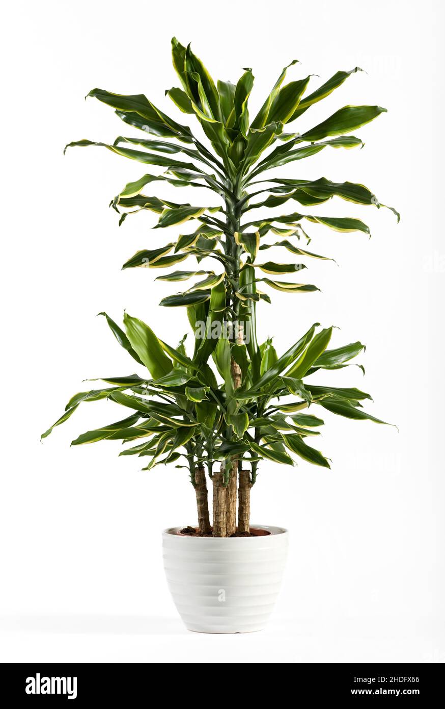 Dragon trees potted hi-res stock photography and images - Alamy