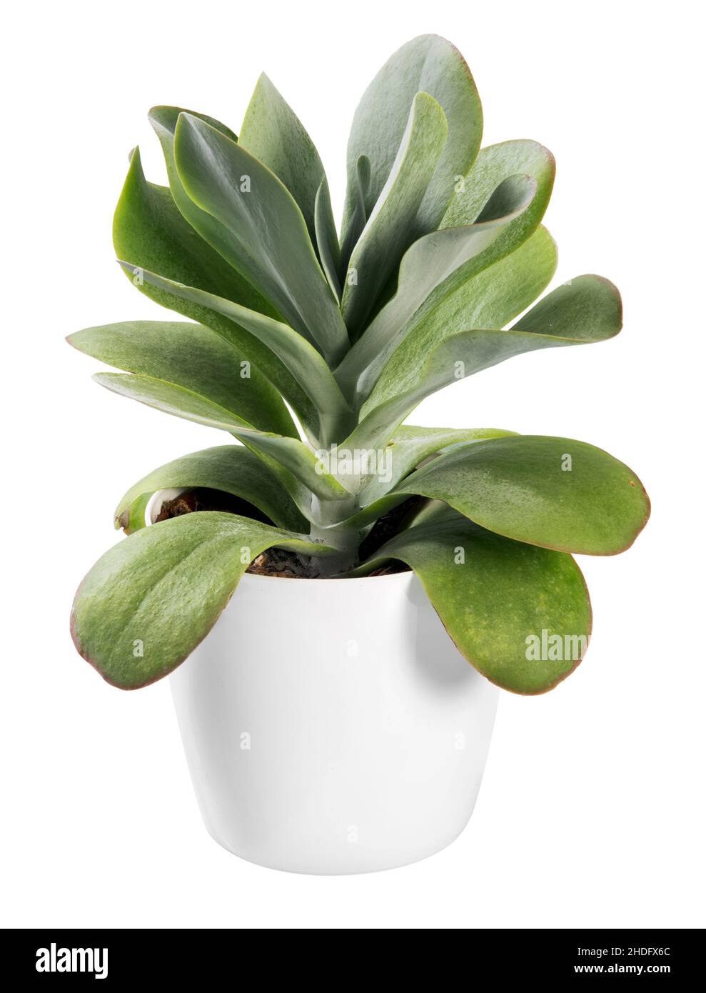 Orpine family hi-res stock photography and images - Alamy