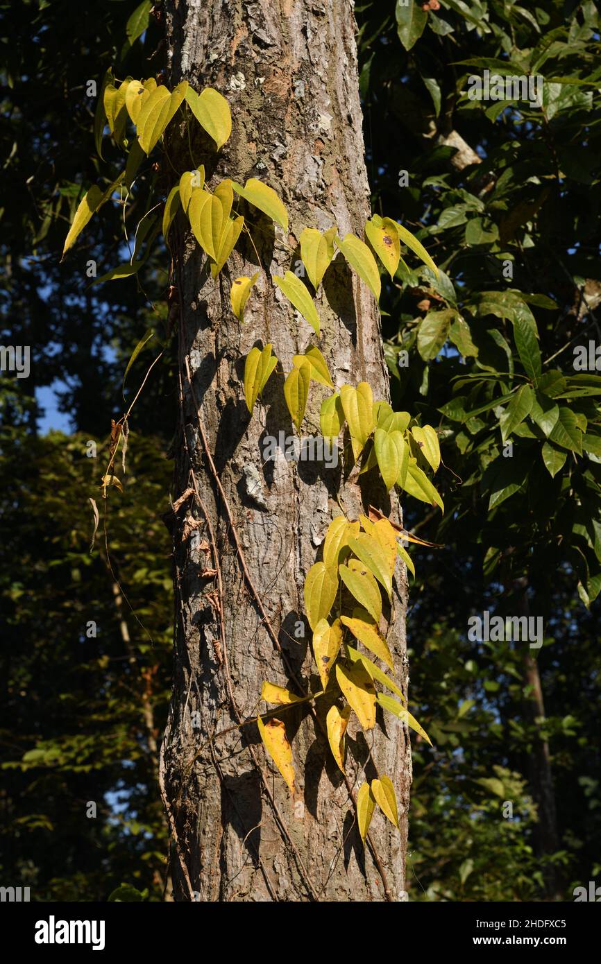 Creeper in tree of the Gorumara National Park. Lataguri, Jalpaiguri ...