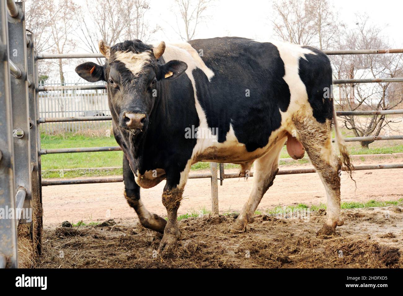 bull, cattle, bulls, cattles, livestock Stock Photo - Alamy