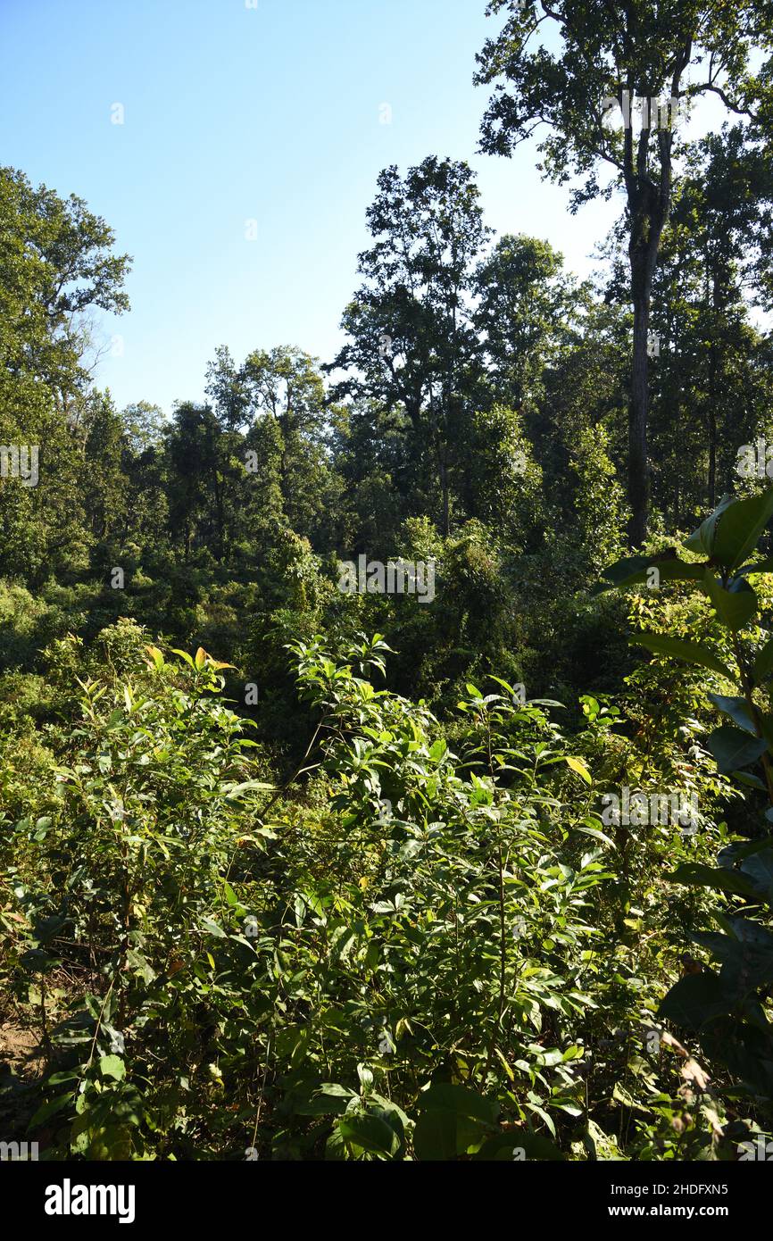 Gorumara National Park. Lataguri, Jalpaiguri, West Bengal, India Stock ...