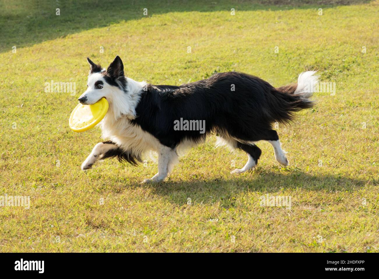 playing, border collie, play Stock Photo - Alamy