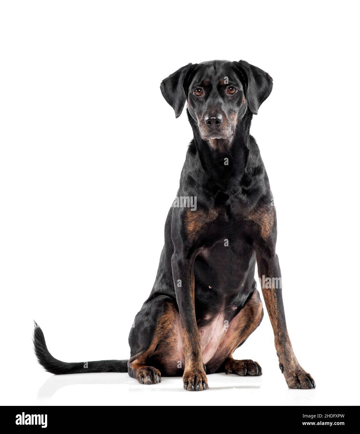 sitting, dog, dogs Stock Photo - Alamy