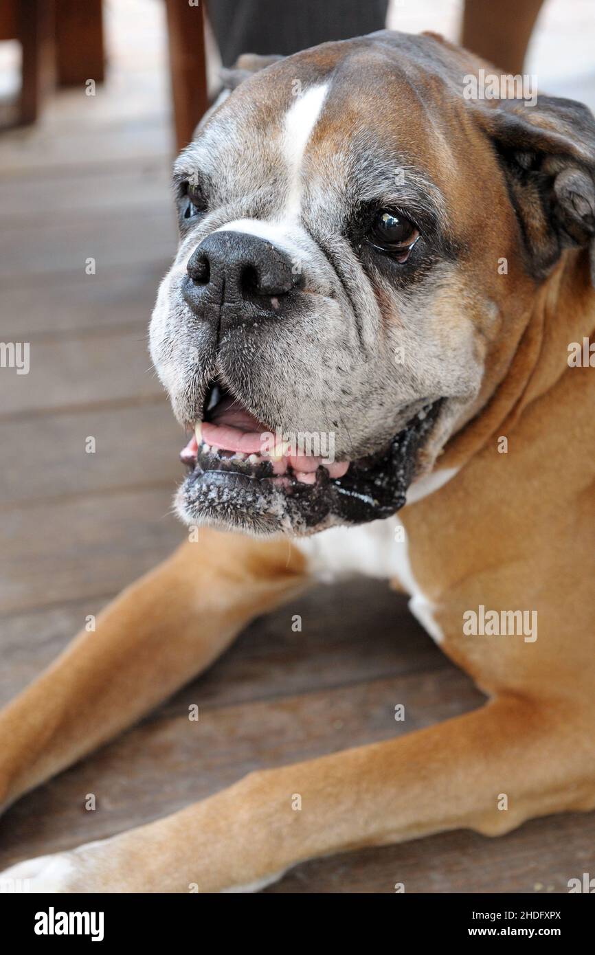 animal portrait, bulldog, animal portraits, bulldogs Stock Photo - Alamy