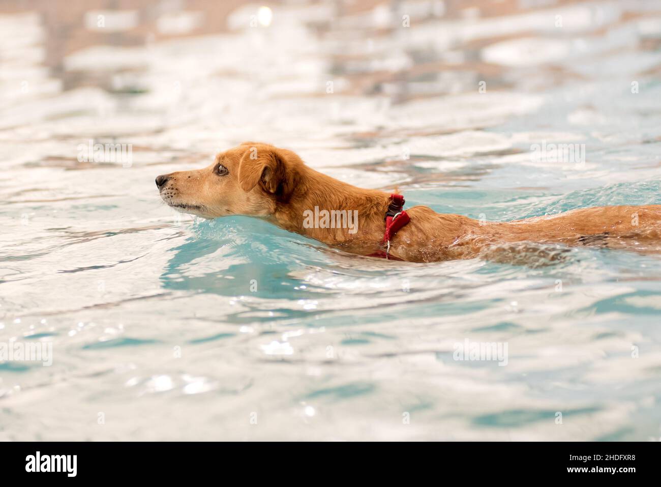 swim, dog, swimmer, swimmers, swimming, dogs Stock Photo - Alamy