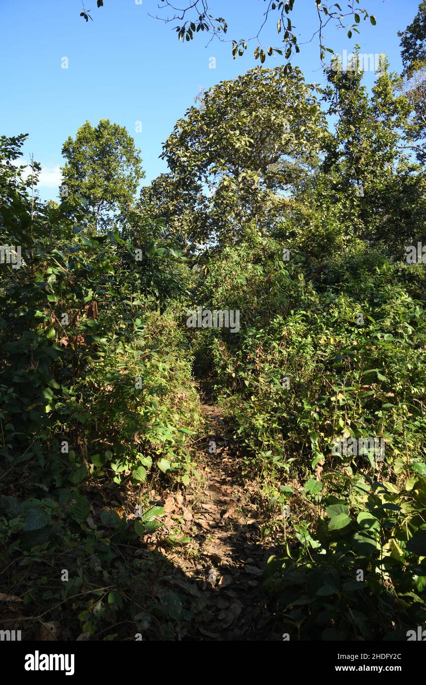 The gorumara national park hi-res stock photography and images - Alamy