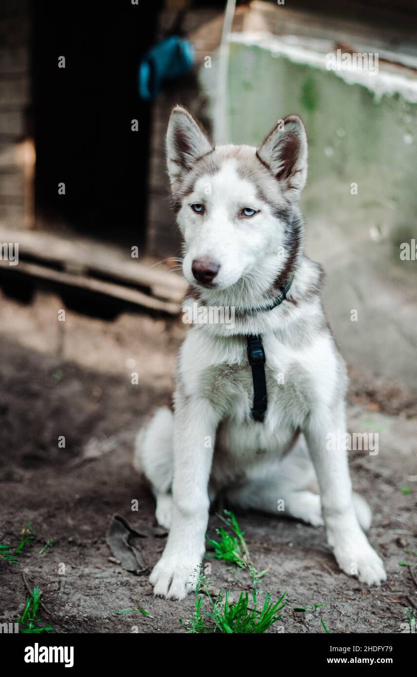 Haskie hi-res stock photography and images - Alamy