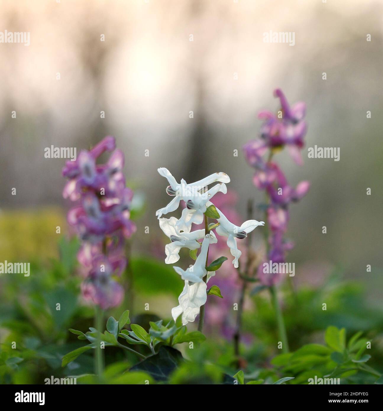 Corydalis purple leaf hi-res stock photography and images - Alamy