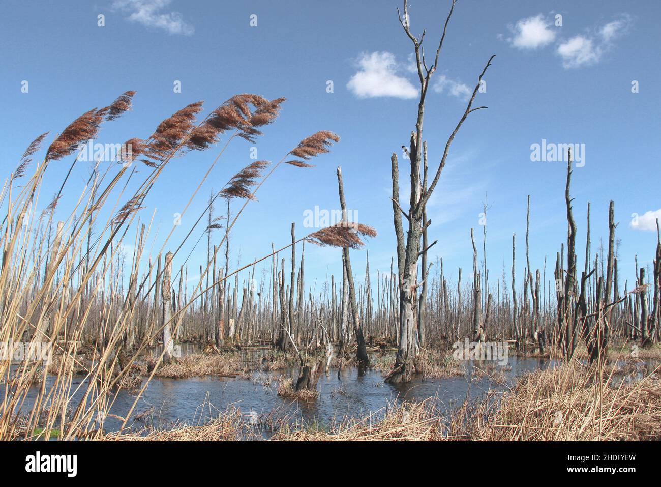 Reed landscape hi-res stock photography and images - Alamy