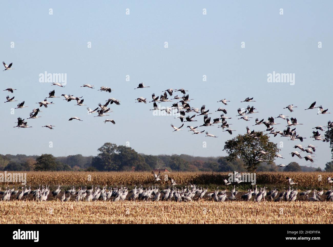 crane, migratory, bird migration, cranes, migratories, bird migrations ...
