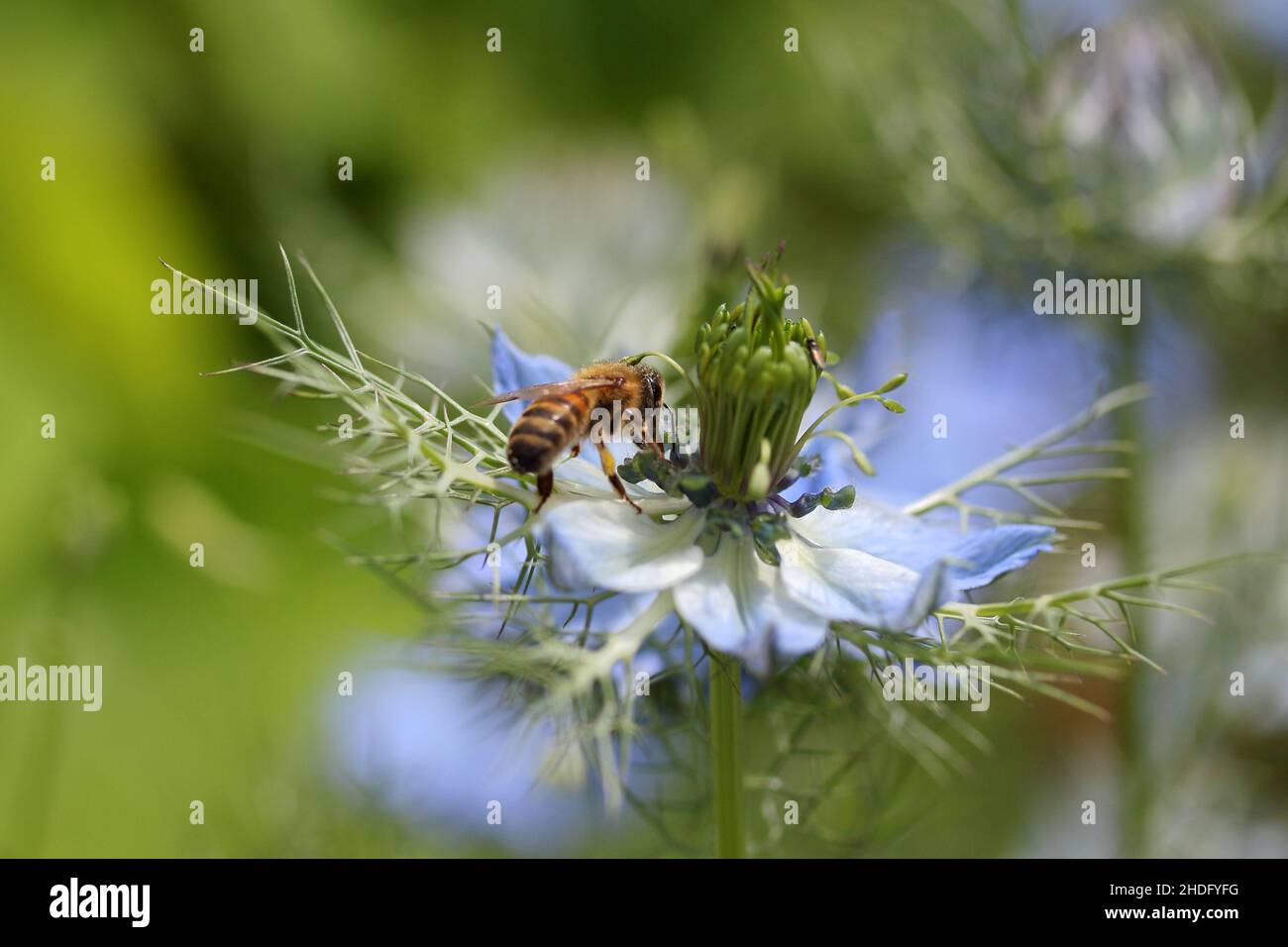honey bee, crop, nigella, honey bees, crops, plant, love in a mist ...