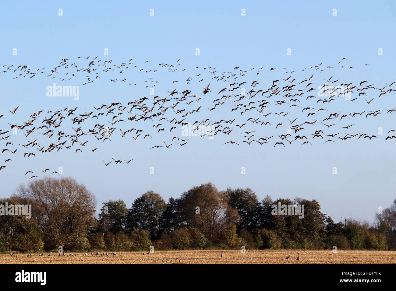 wild geese, bird migration, wild geeses, bird migrations Stock Photo ...