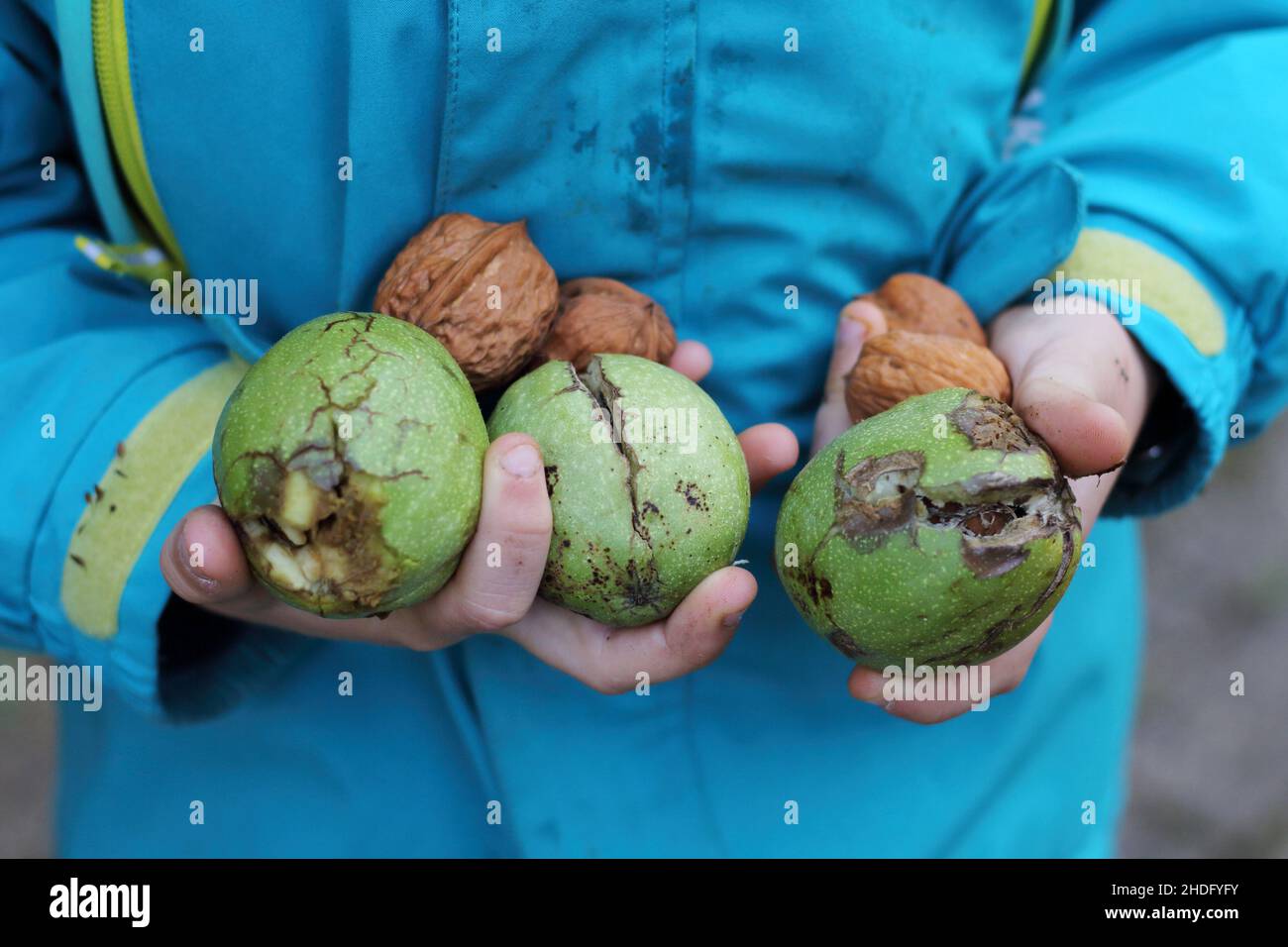 harvest, walnut, harvests, walnuts Stock Photo - Alamy