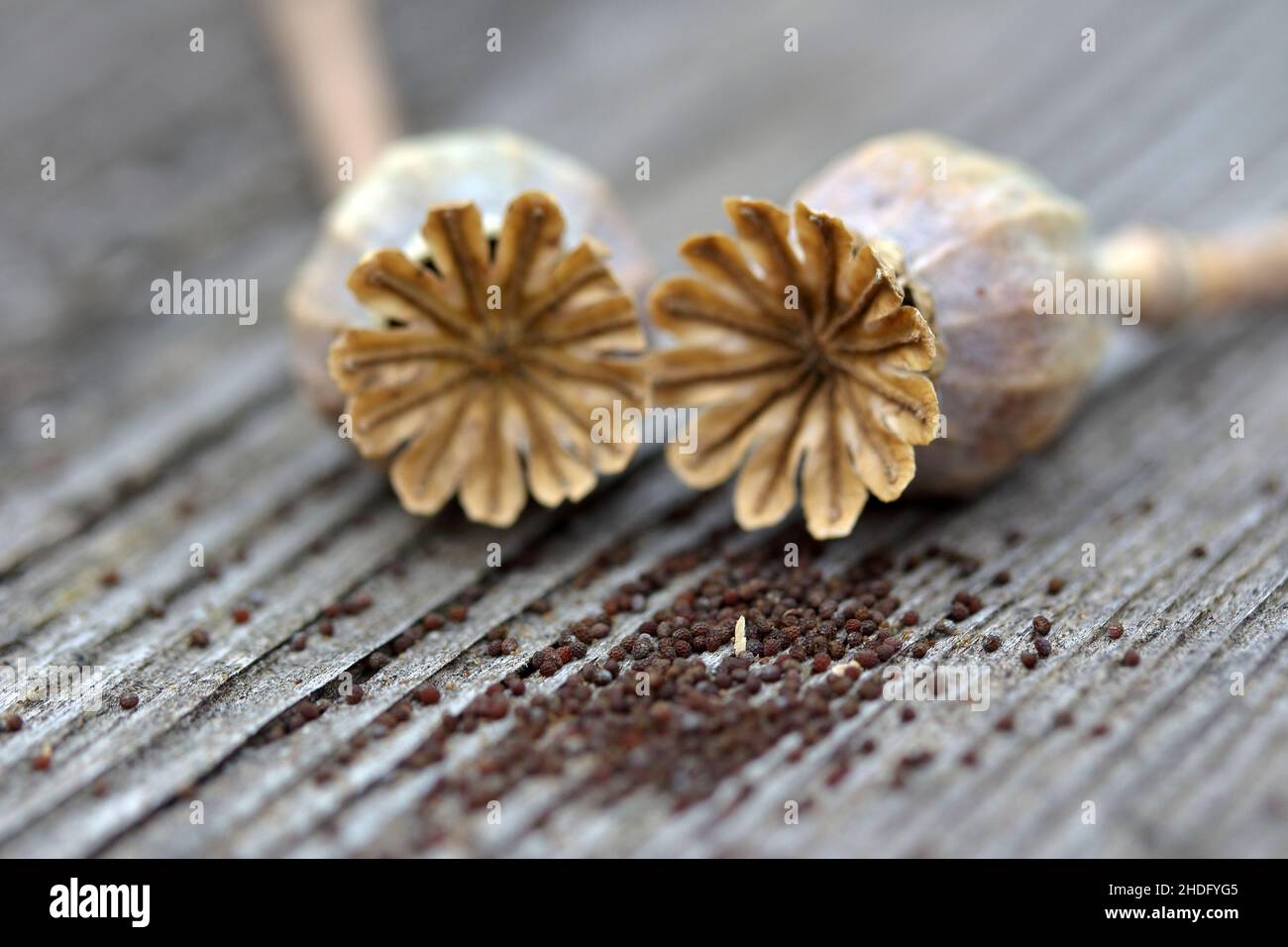 poppy, poppy seed, poppies, poppy seeds Stock Photo - Alamy