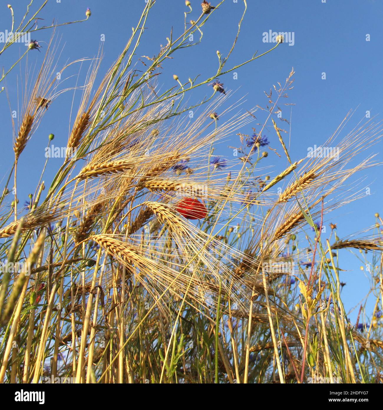 Grainfields hi-res stock photography and images - Alamy