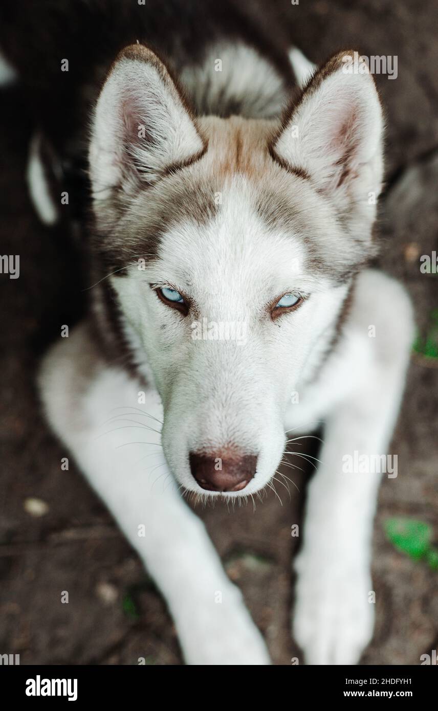 Haskie hi-res stock photography and images - Alamy