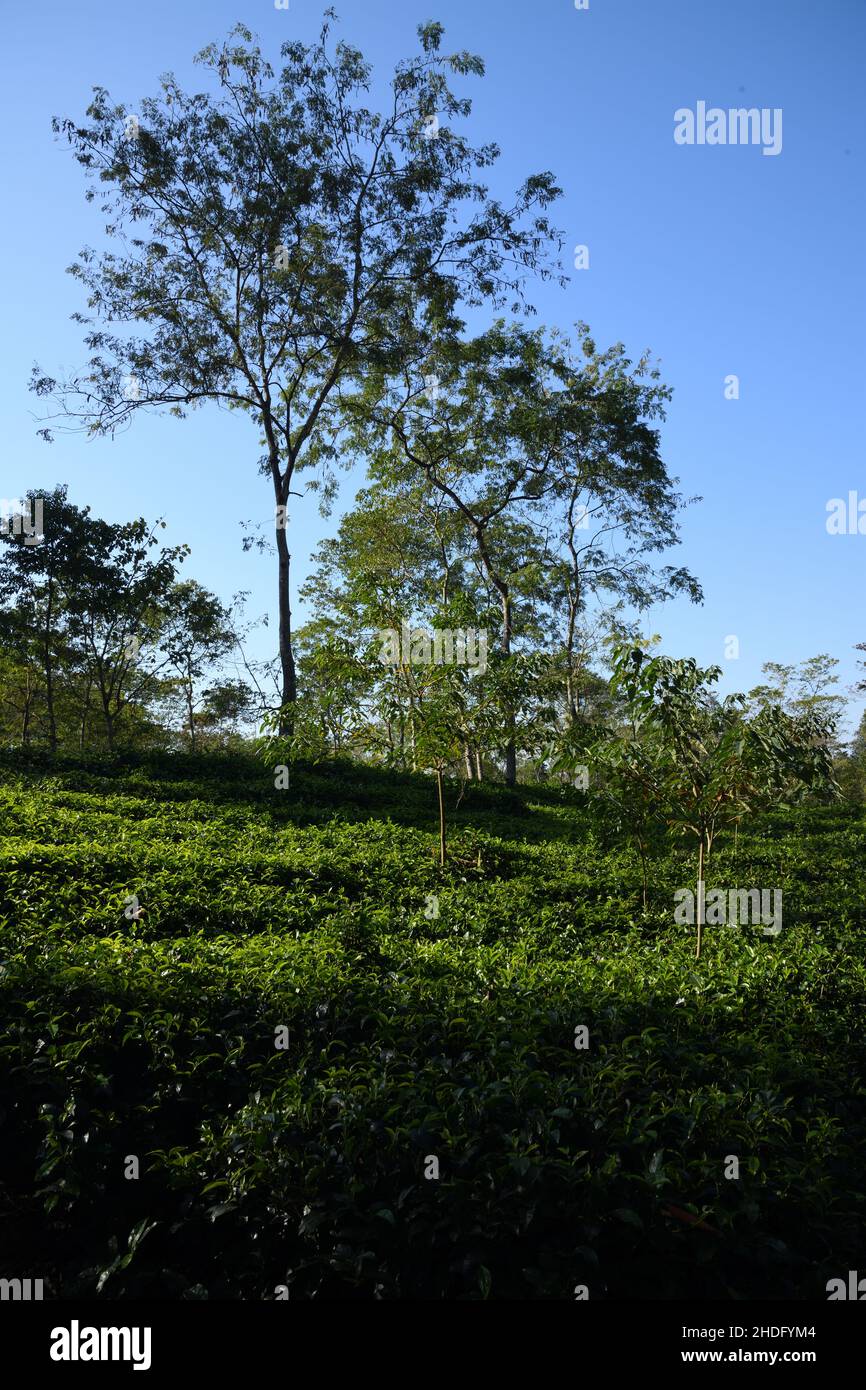 Lataguri hi-res stock photography and images - Alamy