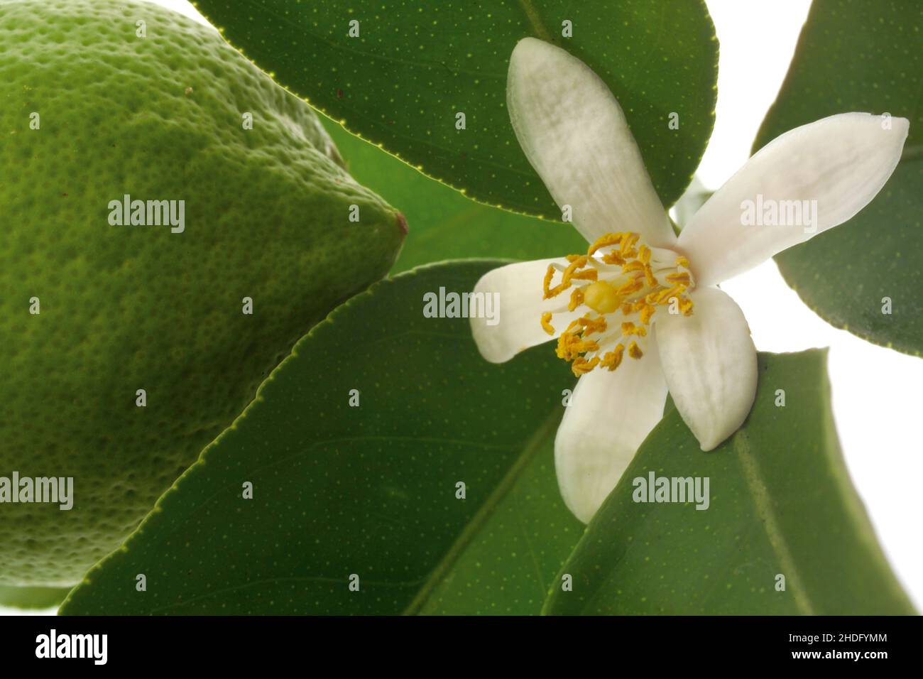 inflorescence, lemon, lemon blossom, inflorescences, lemons, lemon ...