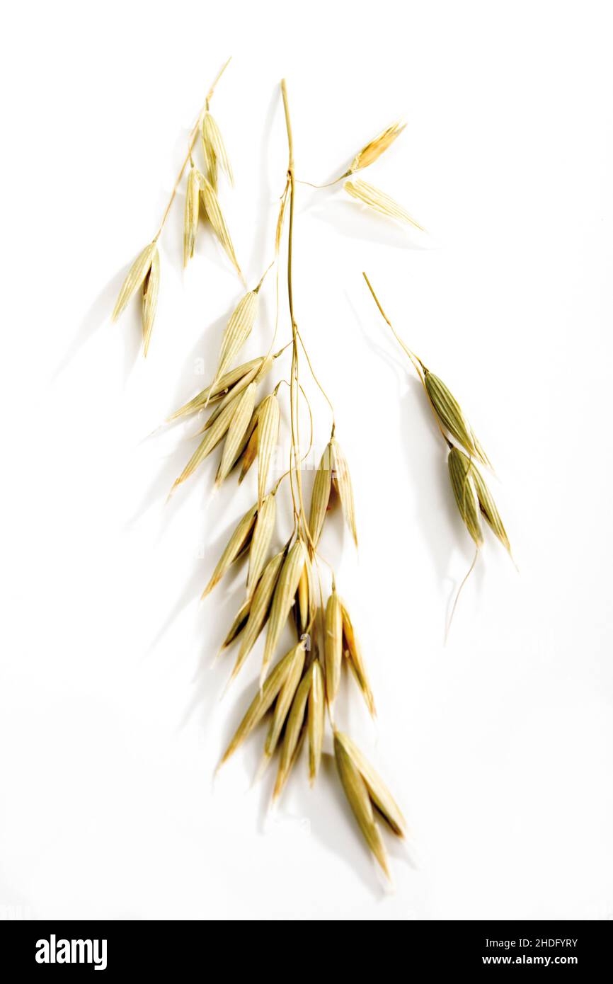 grain, oat, grains, oats Stock Photo - Alamy