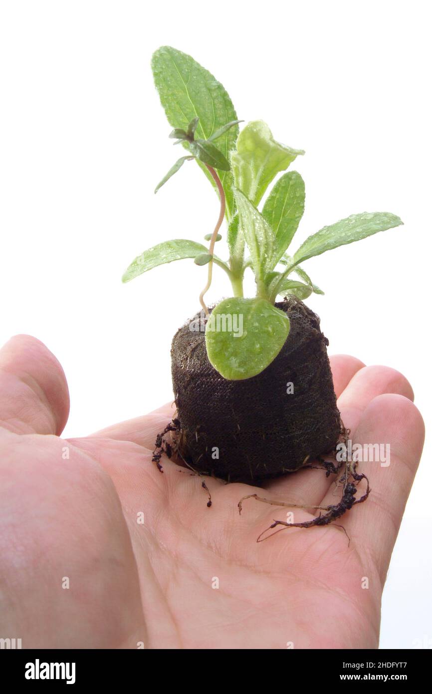 Seedling grafting hi-res stock photography and images - Alamy
