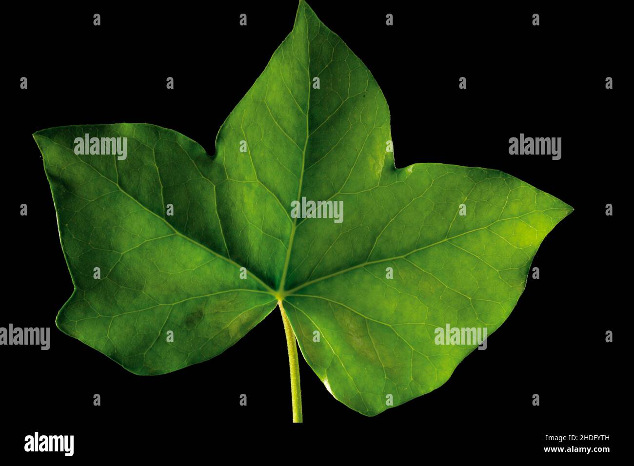 Ivy cut hi-res stock photography and images - Alamy