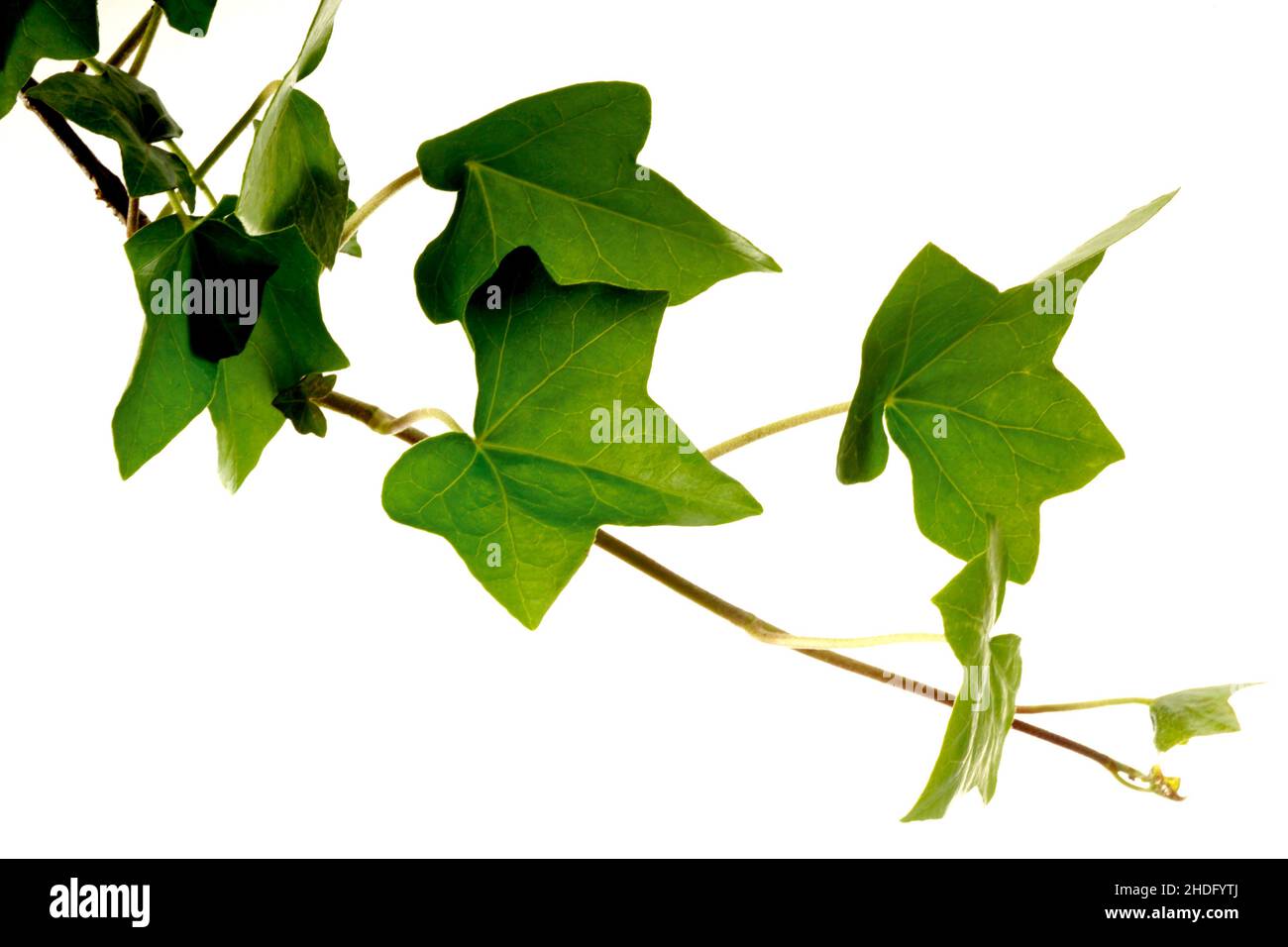 Ivy string hi-res stock photography and images - Alamy