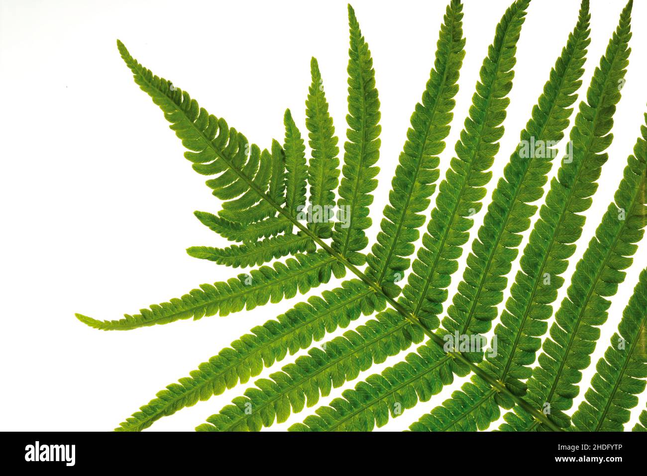 Ferns cut out hi-res stock photography and images - Alamy