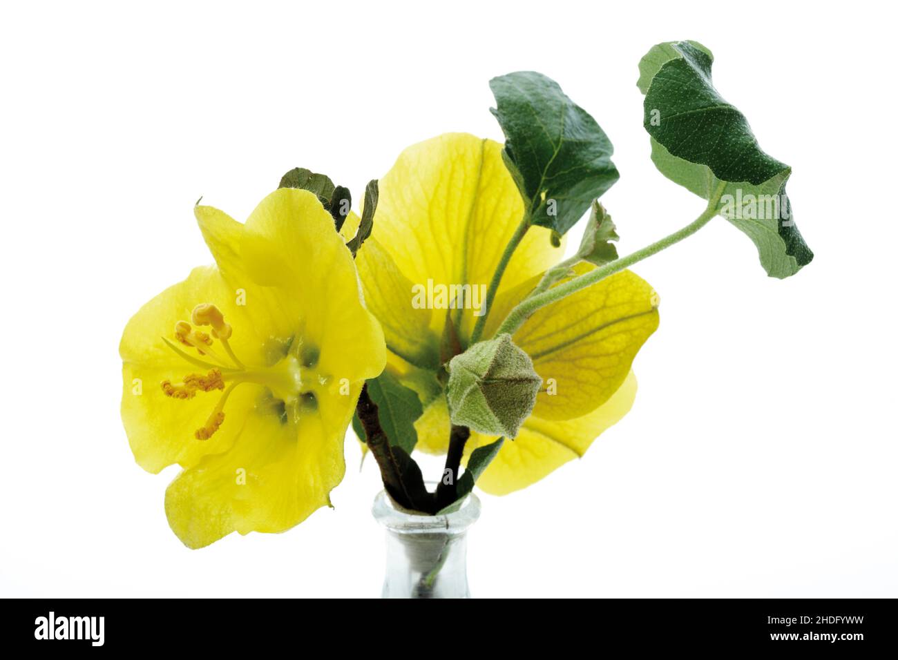 Flannel bush hi-res stock photography and images - Alamy