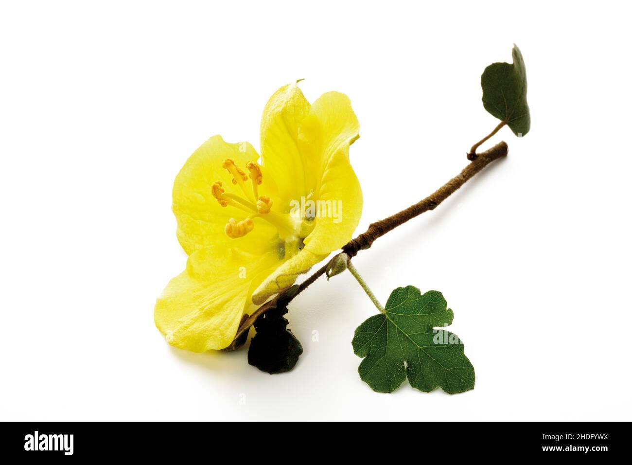 Flannel plant hi-res stock photography and images - Alamy