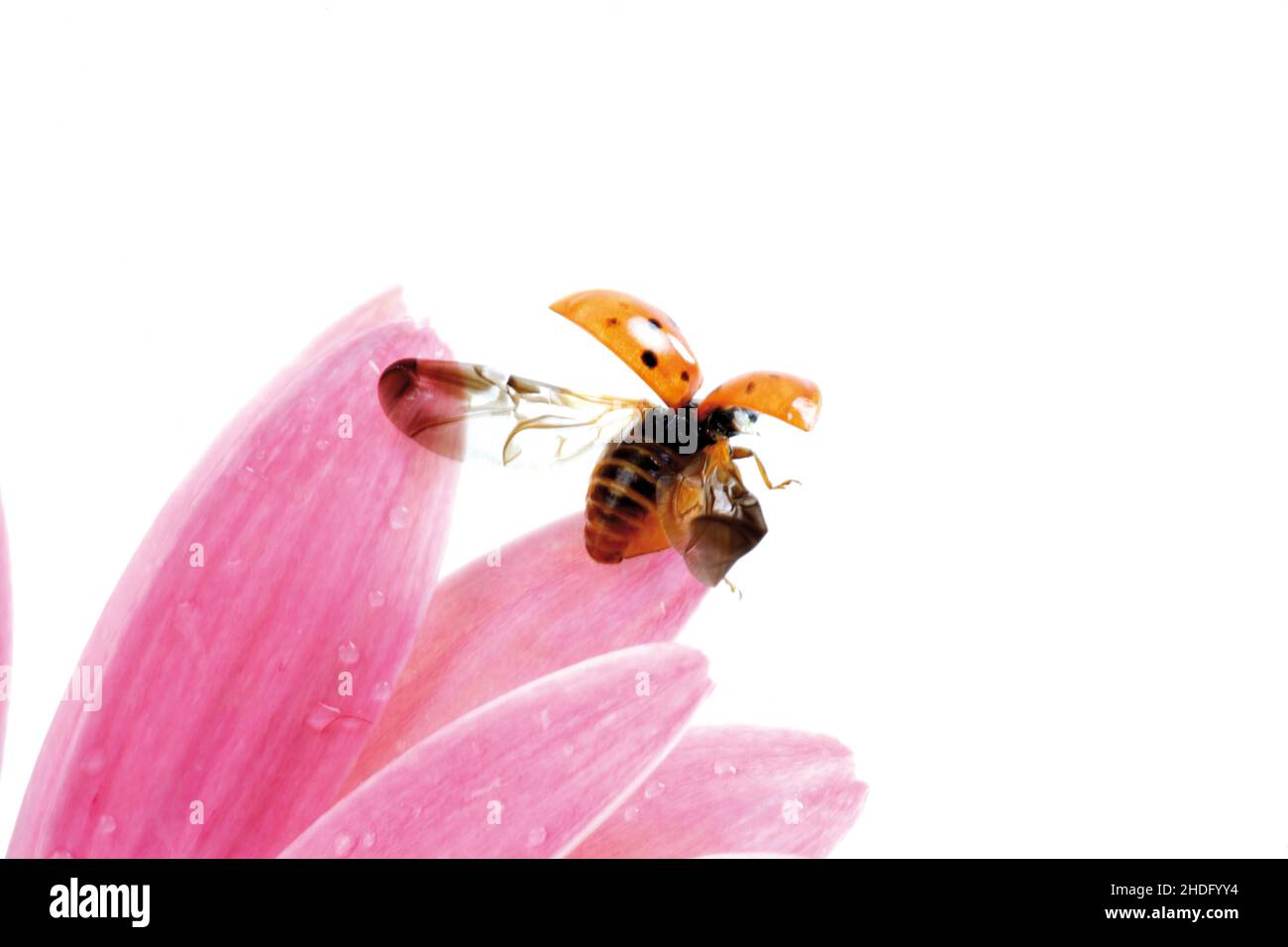 Flying ladybirds hi-res stock photography and images - Alamy
